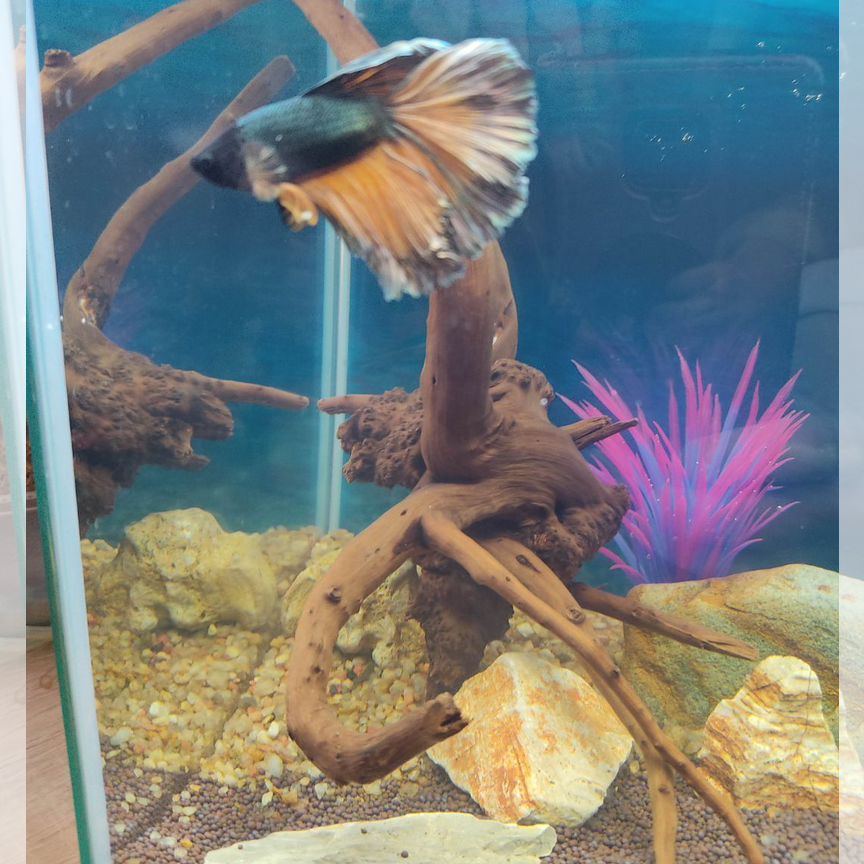 Рыбка петушок с аквариумом