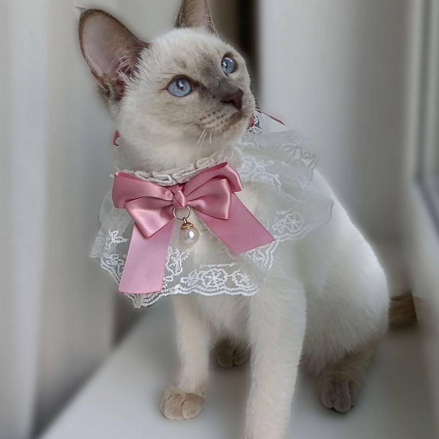 Тайский котенок