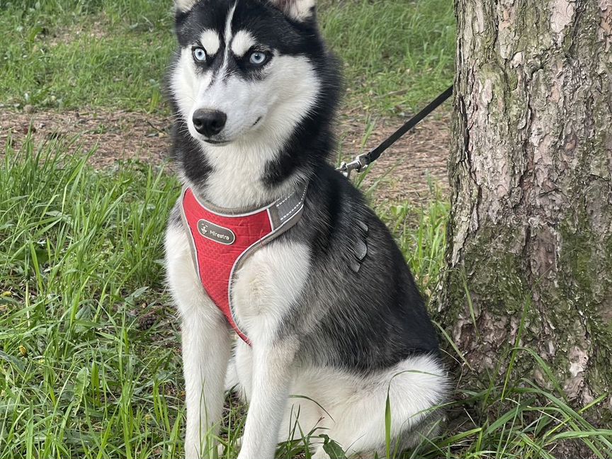 Сибирский хаски