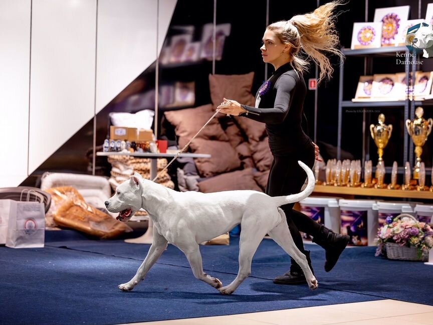 Аргентинский дог