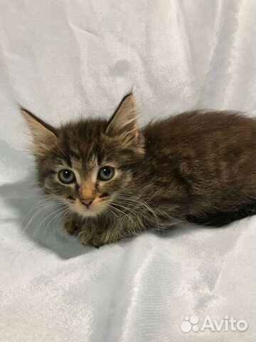 Котёнок (мальчик, 2 месяца) в дар