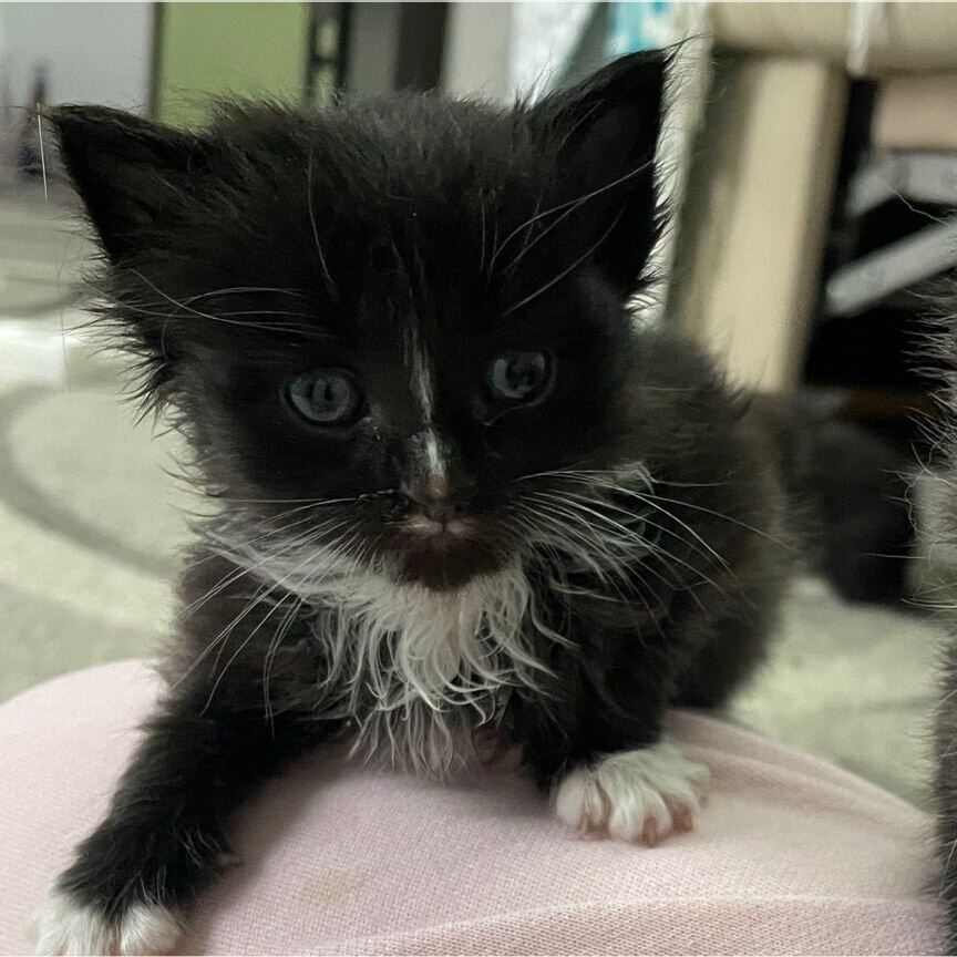 Шотландский прямоухий длинношёрстный котёнок
