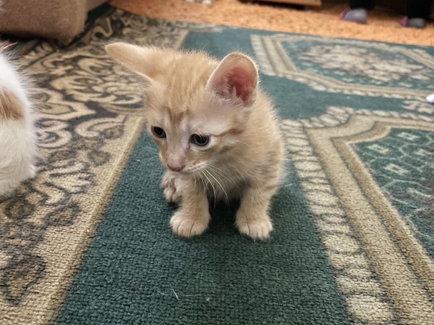Рыженький кот 1,5 месяца, котёнок