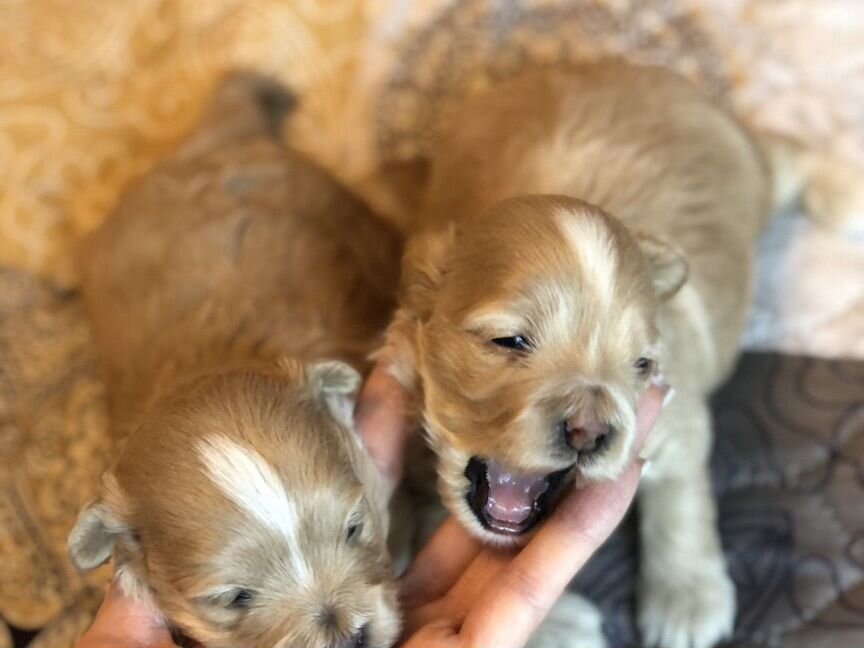 Мальтипу f1 mini шикарные звезды под бронь