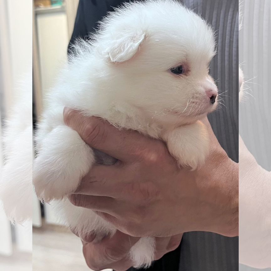 Немецкий шпиц, щенок