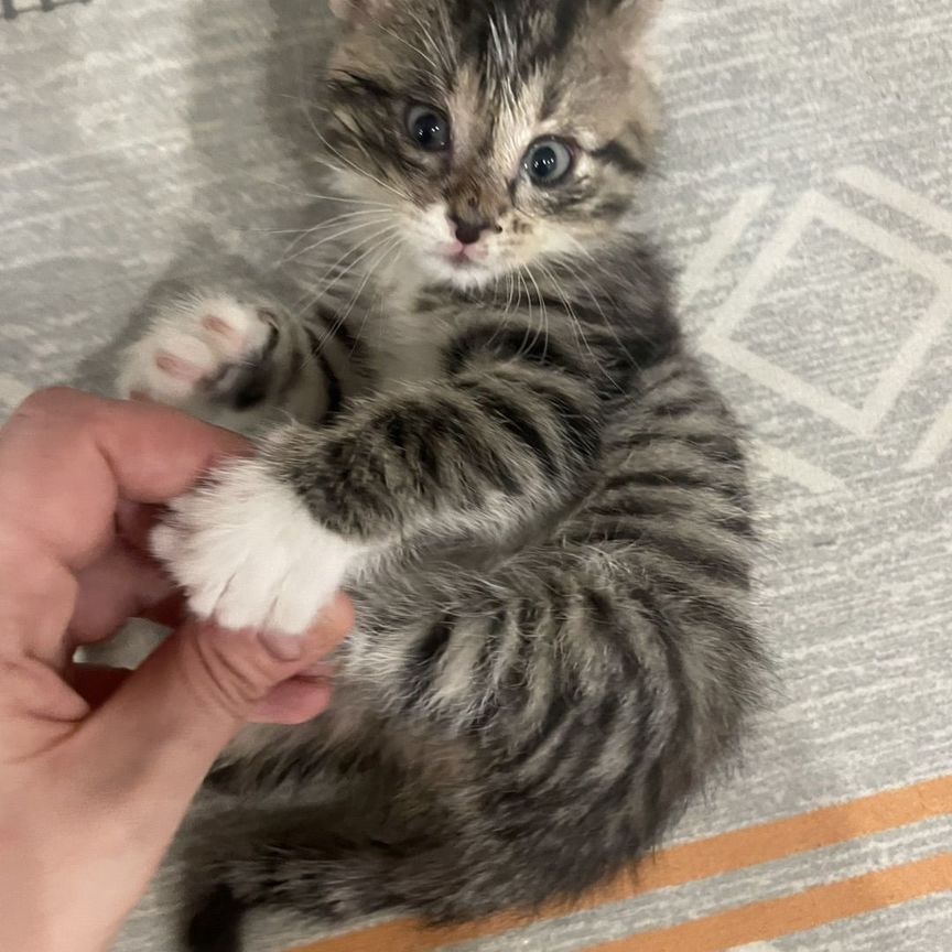 Шикарный котенок