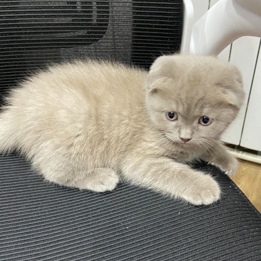 Шотландская
