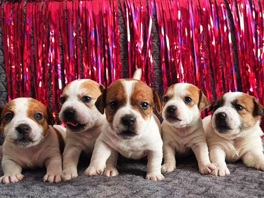 Лучшие джеки