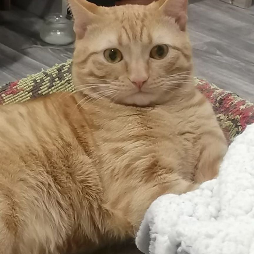 Пристравиается в добрые руки