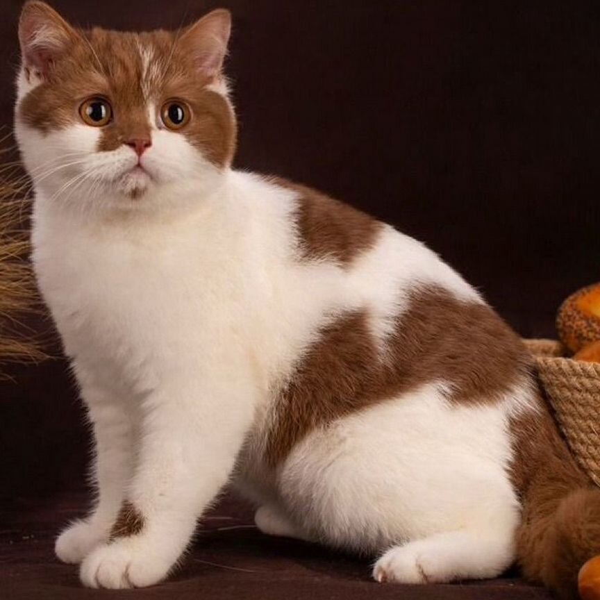 Британский короткошёрстный котёнок