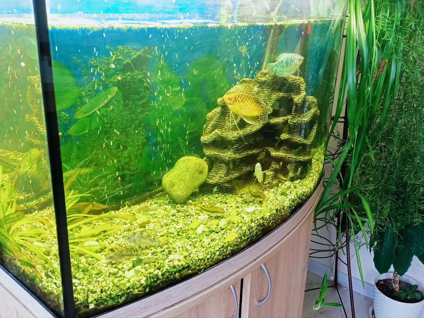 Аквариум на 100 литров с оборудованием и рыбками