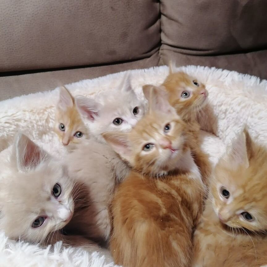 Котята породы Курильский бобтейл
