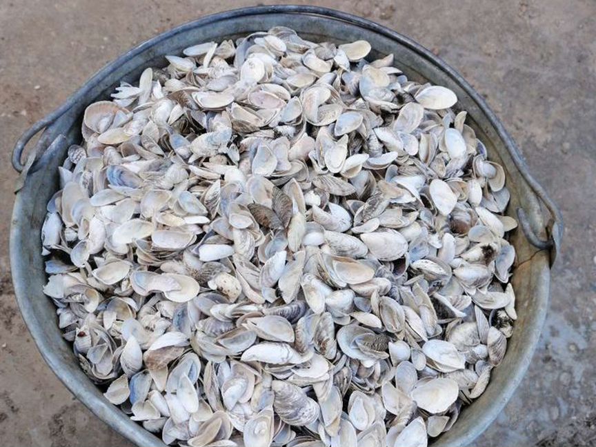 Продам ракушку для птицы