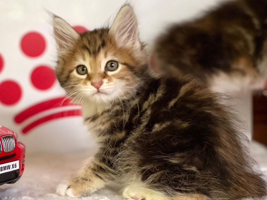 Клубные котята курильского бобтейла