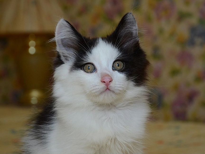 Котенок Поршик, 3 месяца, кастрирован