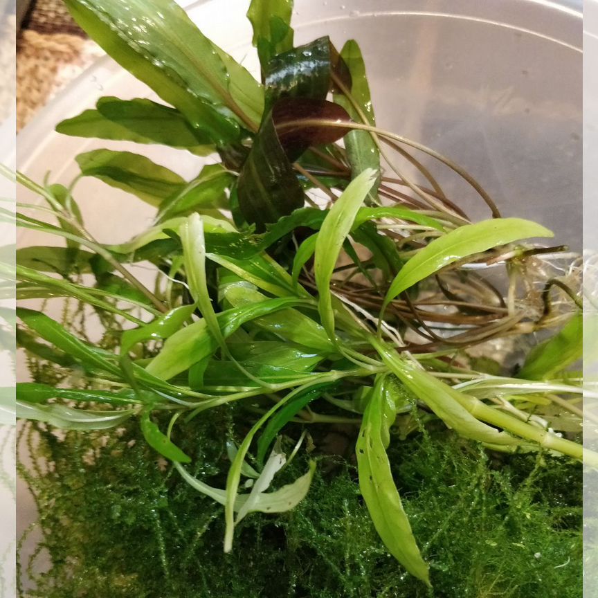 Аквариумные растения