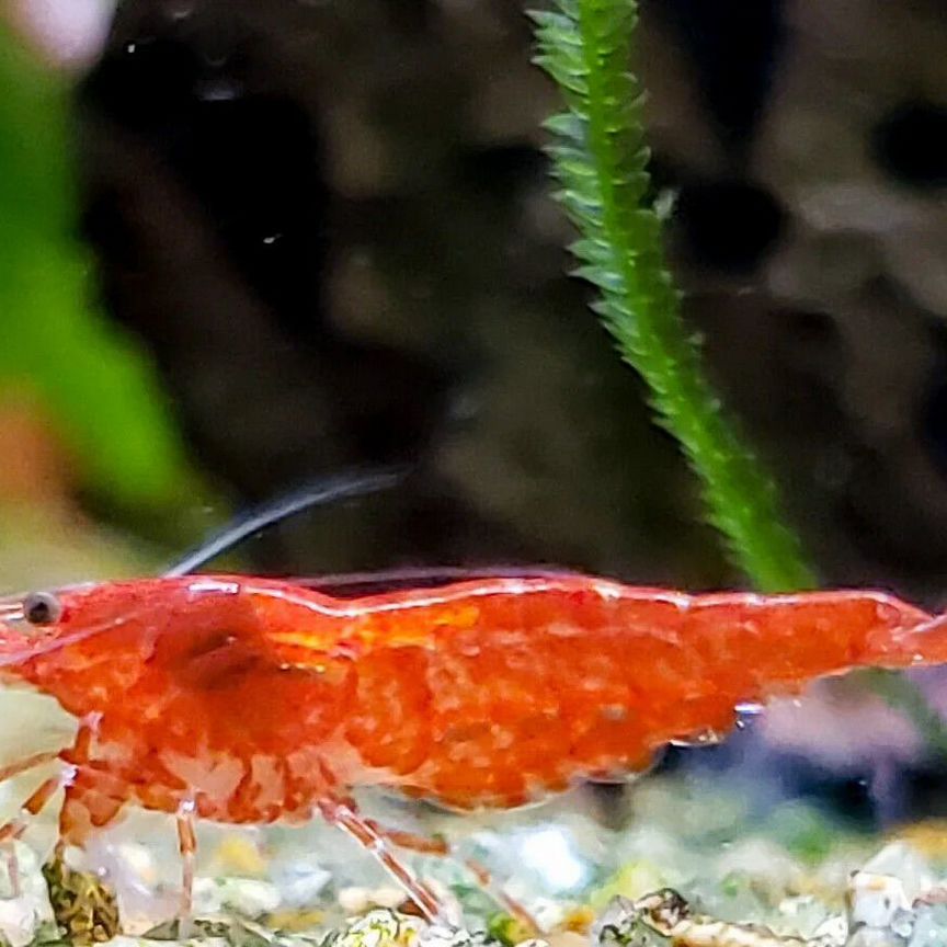 Креветка неокардина красная