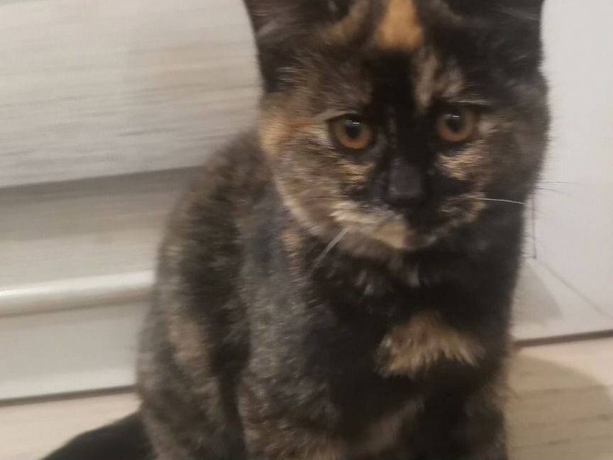 Марго Ищет дом