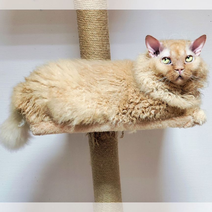 Корниш-рекс, взрослый кот