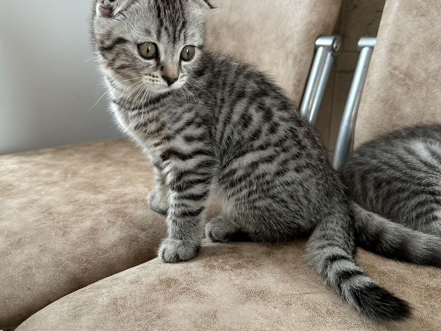 Шотландская