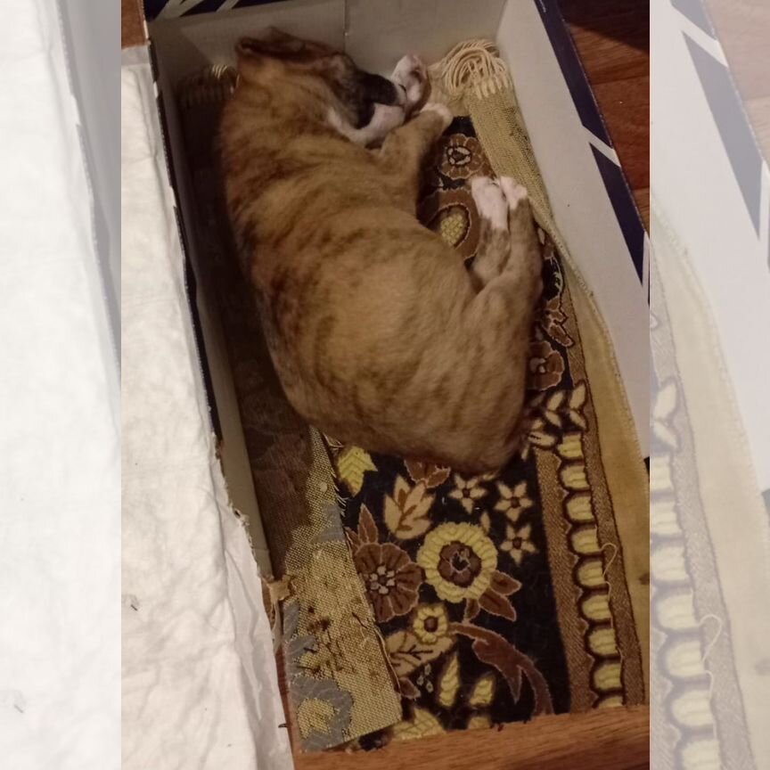 Маленькая собачка в добрые руки