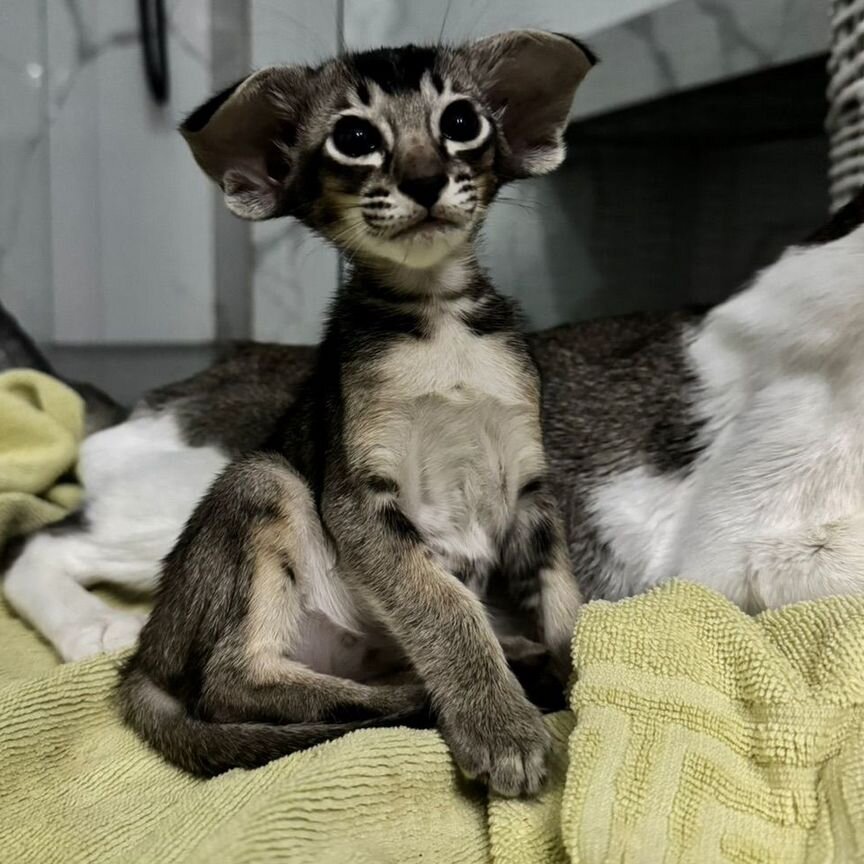 Ориентальные котята экстрим