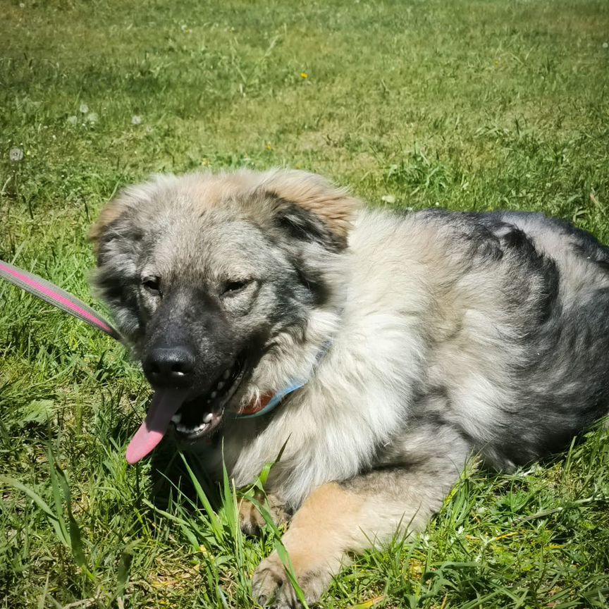 Молодой пес не хочет провести жизнь в приюте