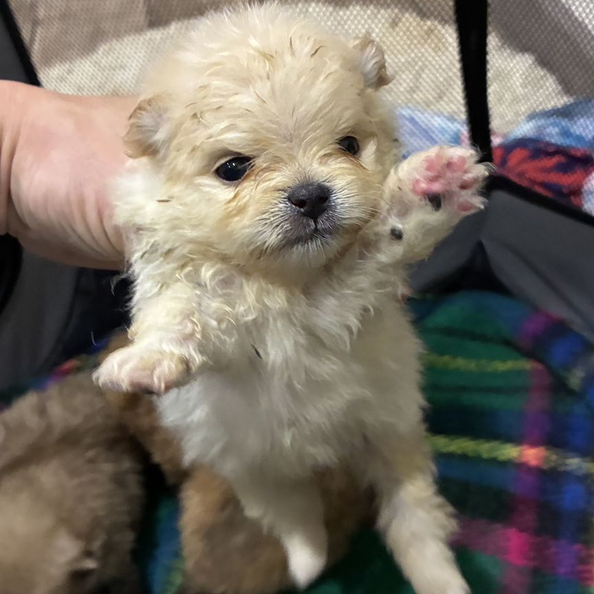 Померанский шпиц, щенок