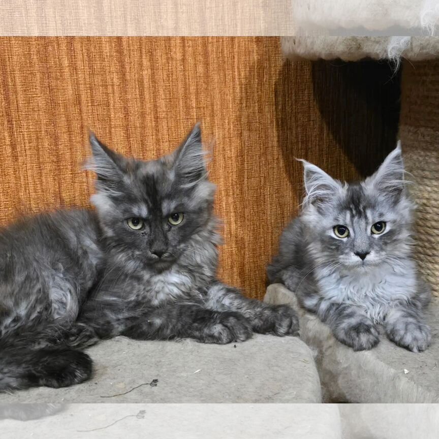 Мейн-кун котёнок