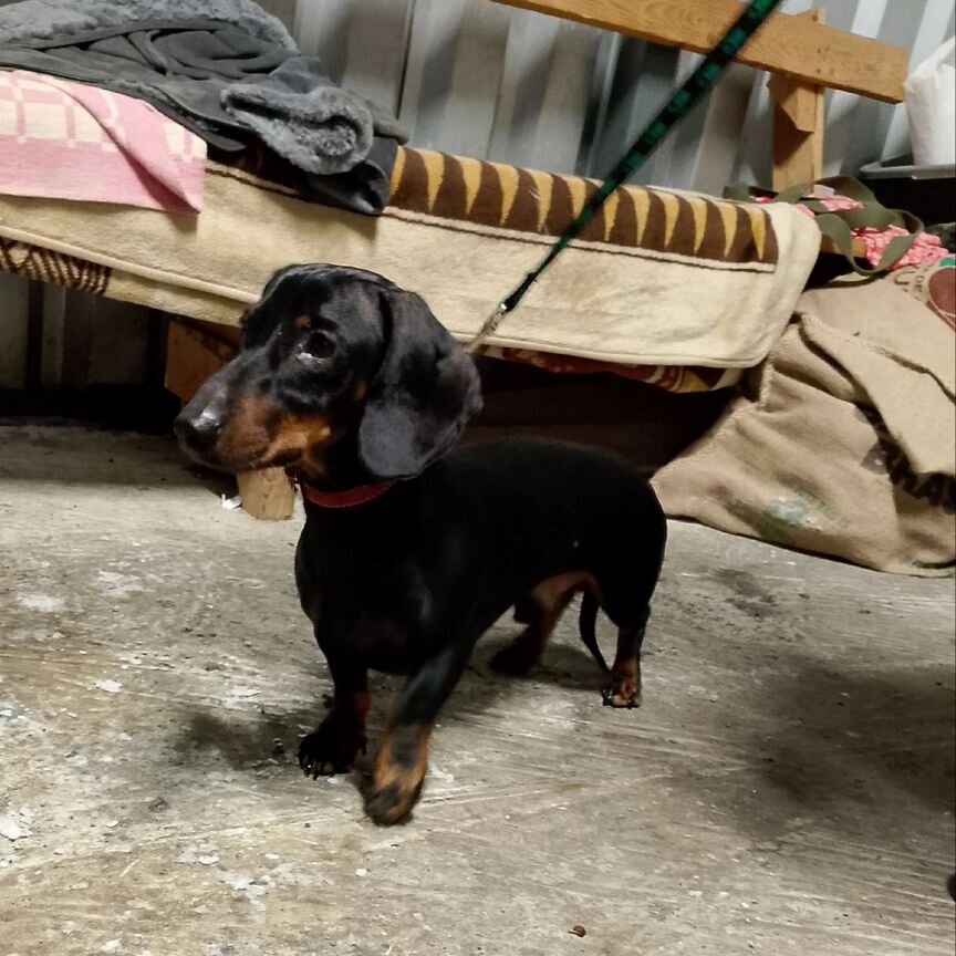 Такса в приюте