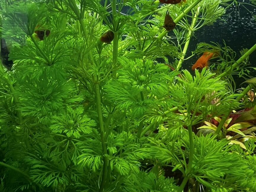 Лимнофила гетерофила limnophila heterophylla