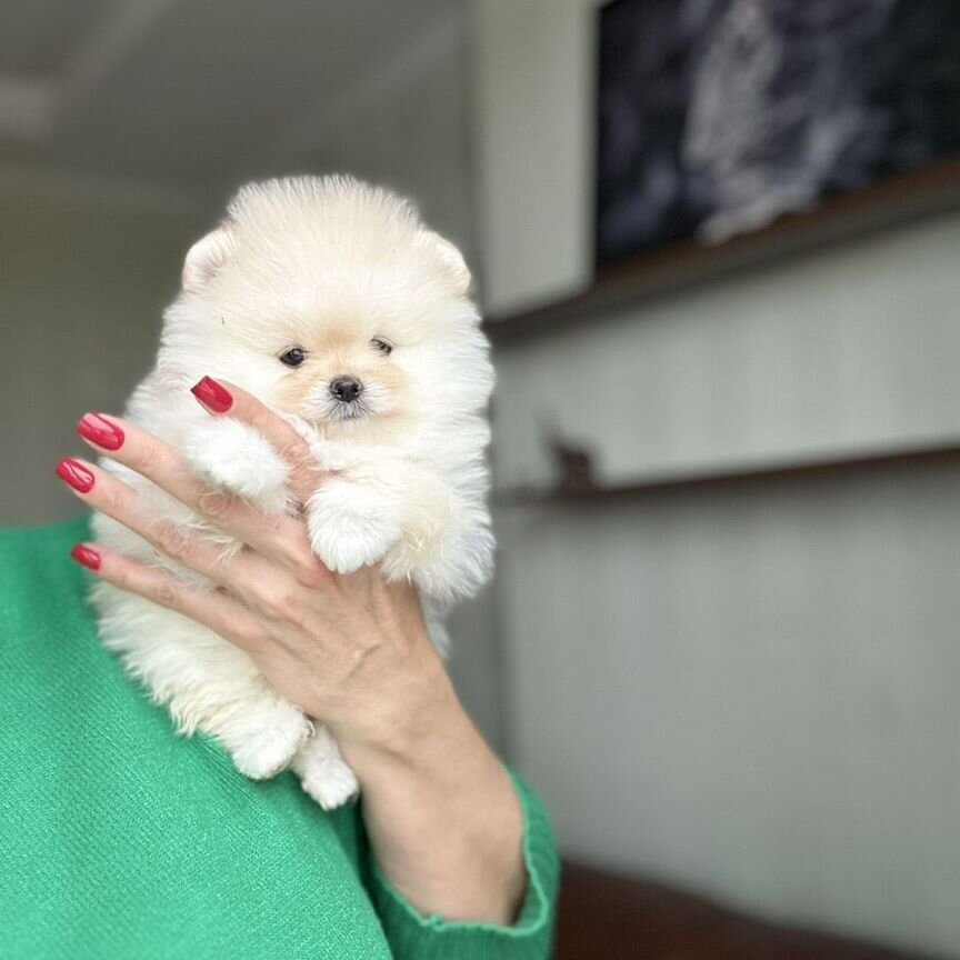 Померанский шпиц мини мишка