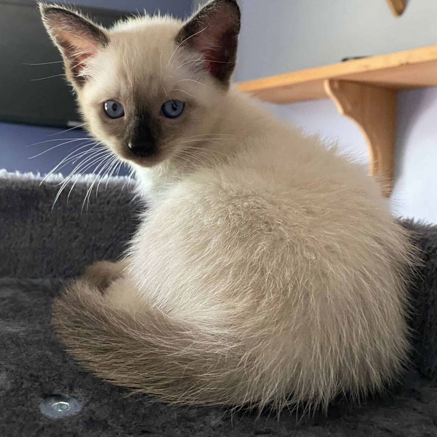 Сиамский котёнок