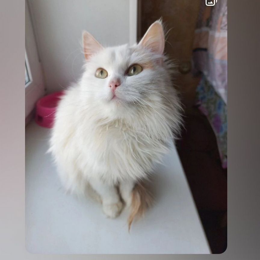 В добрые руки кошки-подростки