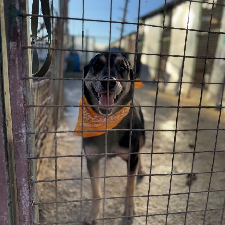 Собака в добрые руки