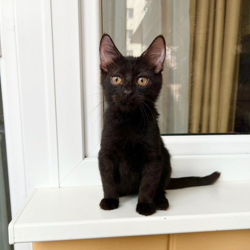 Котенок Марсик источник оптимизма в дар
