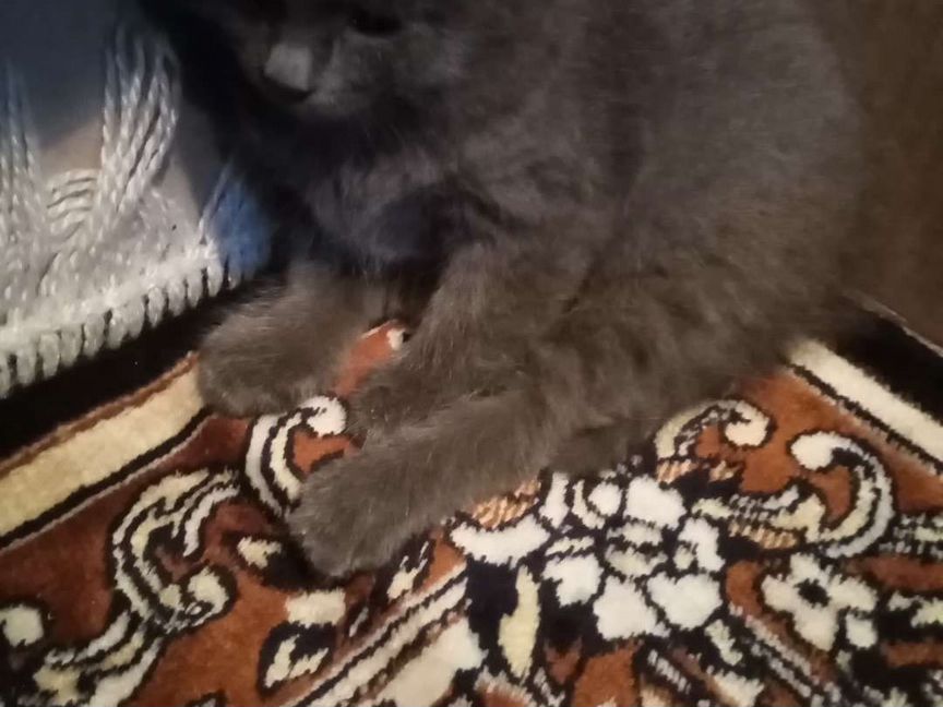 Отдам милых, игривых котят