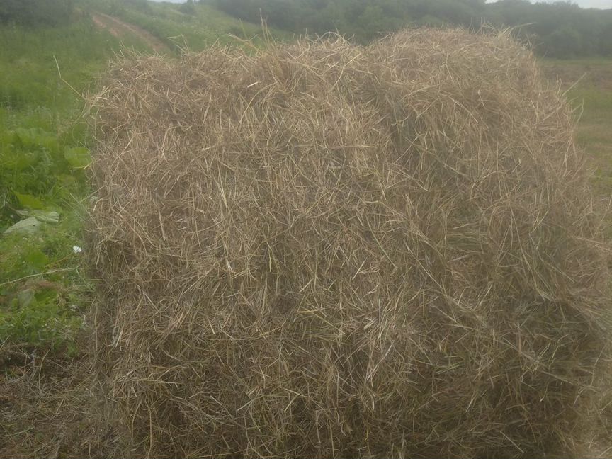 Сено суданка в рулонах