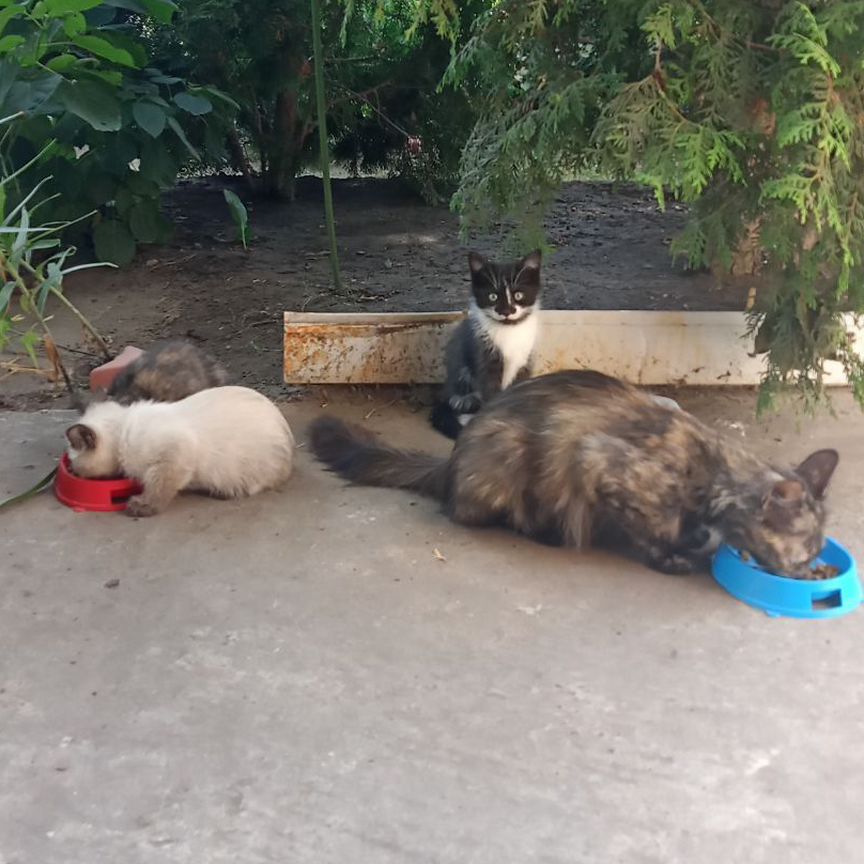 Котята в добрые руки : две кошечки