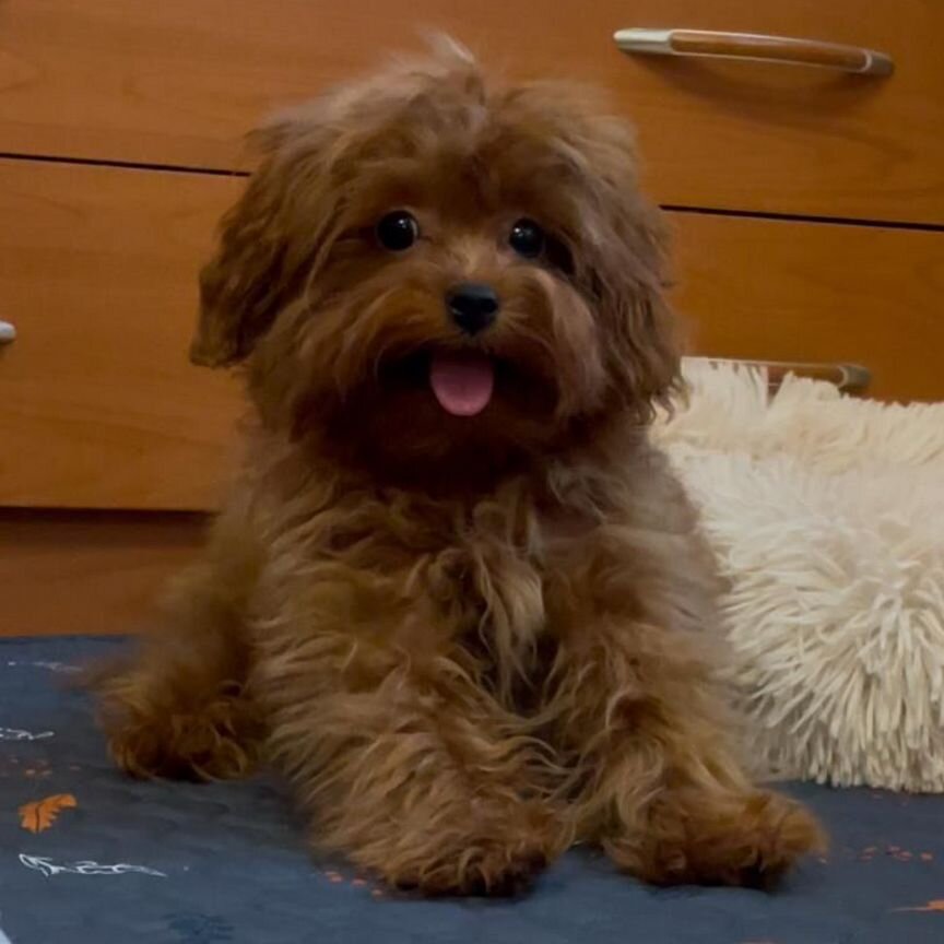 Щенок мальчик Кавапу