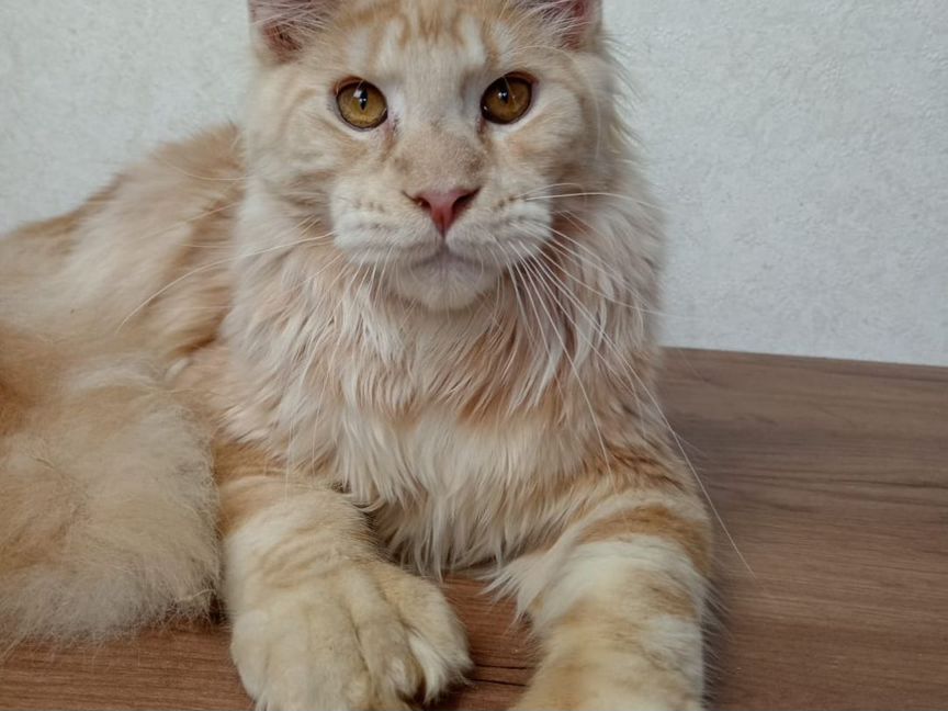 Кот полидакт