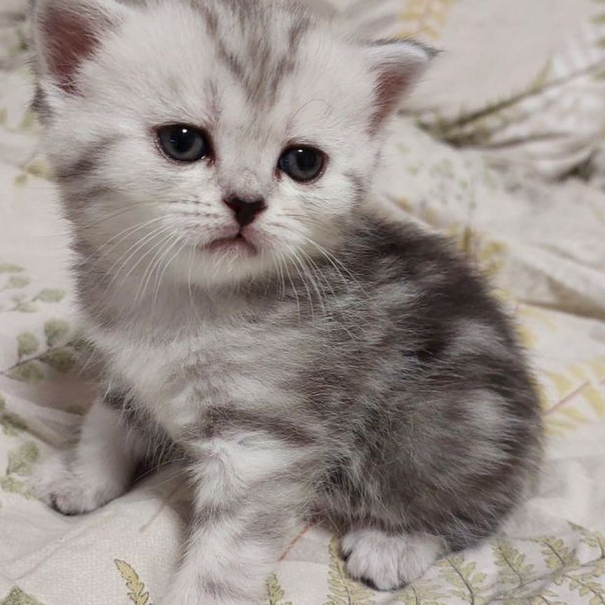Шотландская прямоухая кошечка