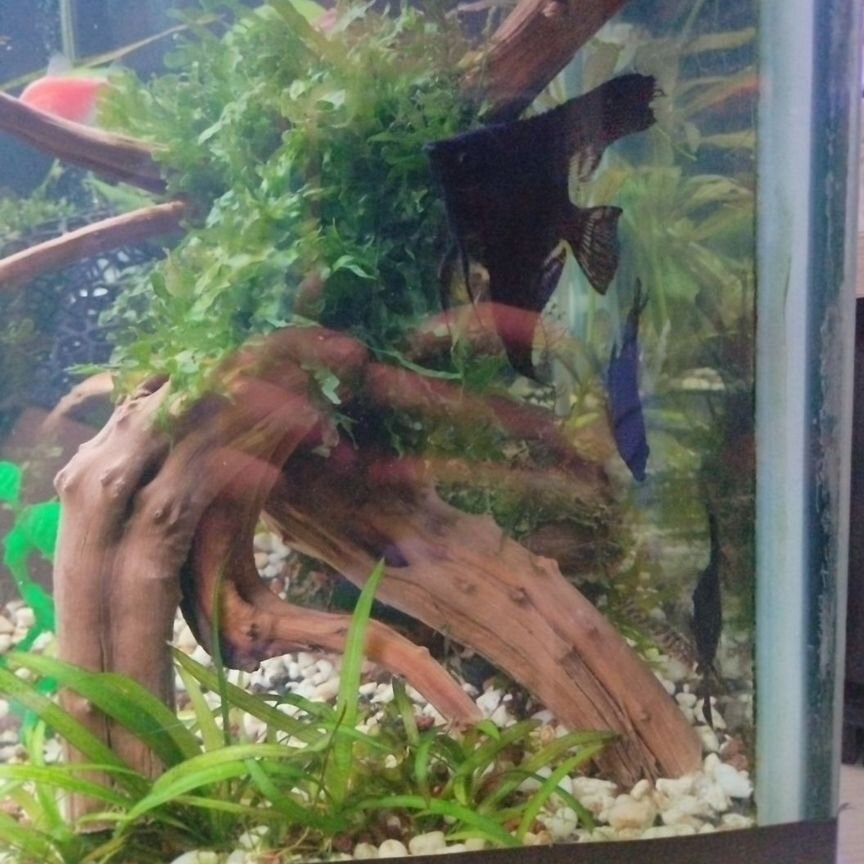 Скалярии подростки