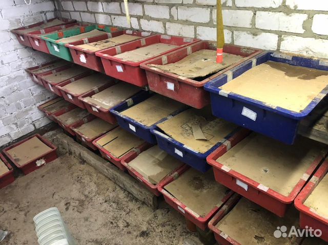 Черви дендробена купить в Волгограде | Хобби и отдых | Авито