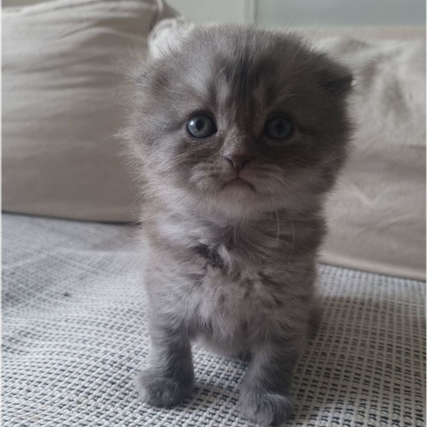 Шотландский вислоухий короткошёрстный котёнок
