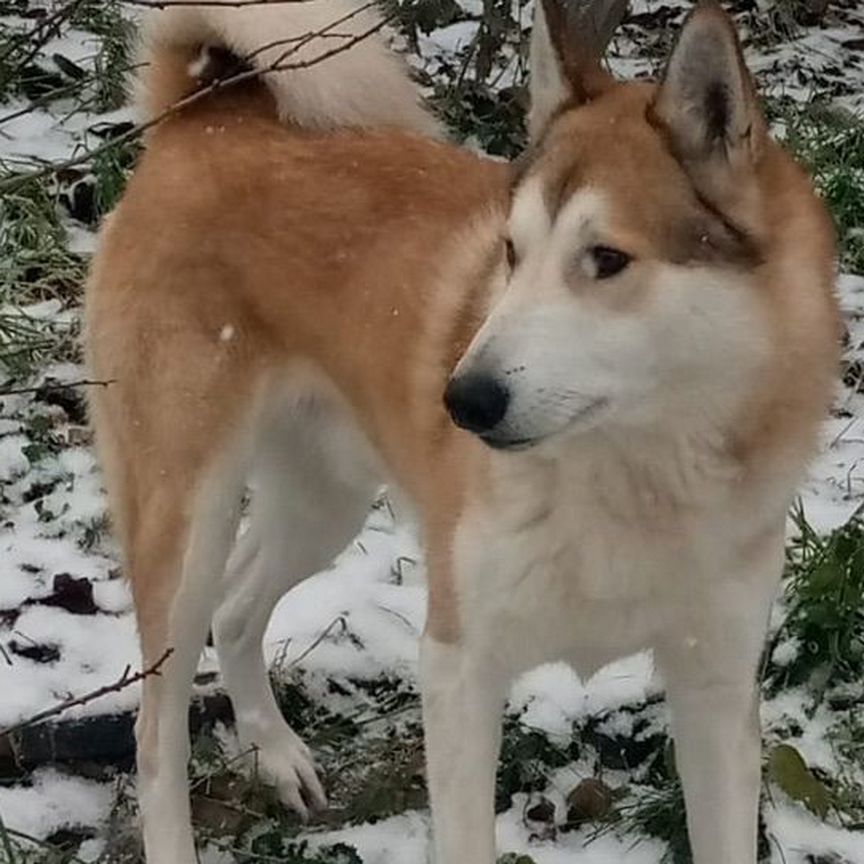 Западно сибирская лайка