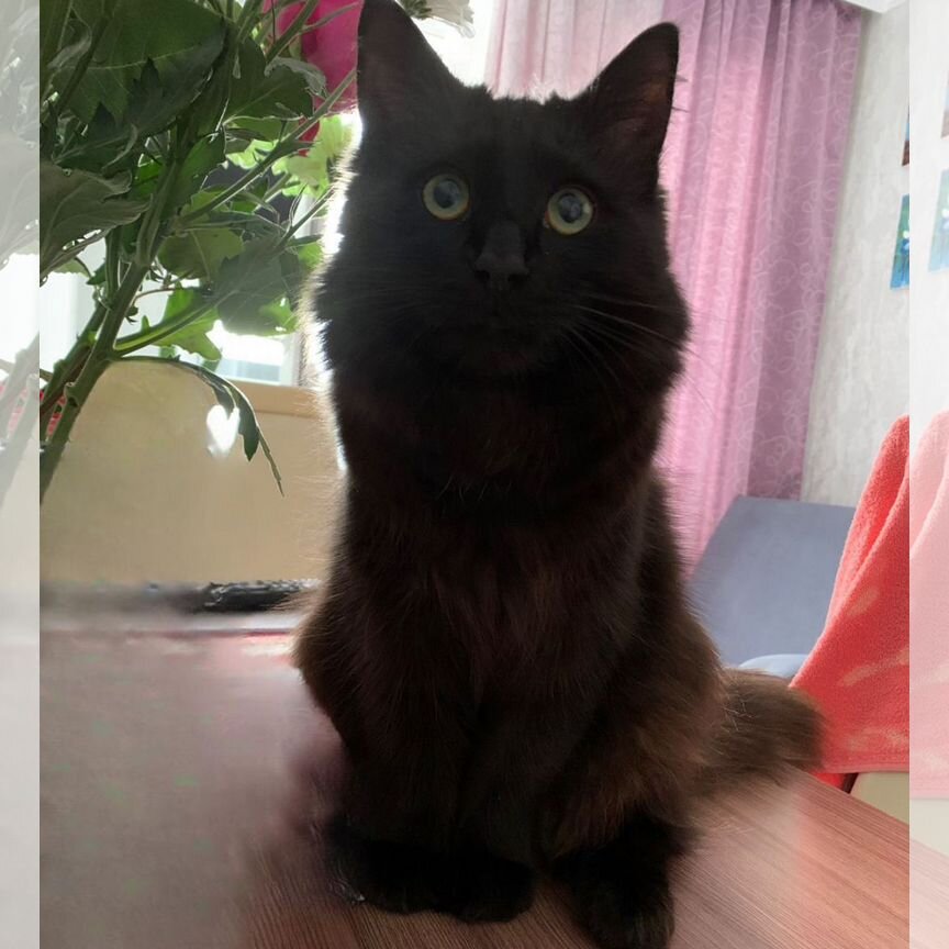 Котик