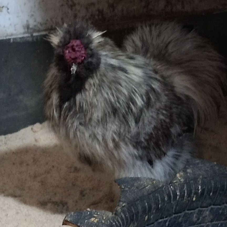 Петух китайский шелковый