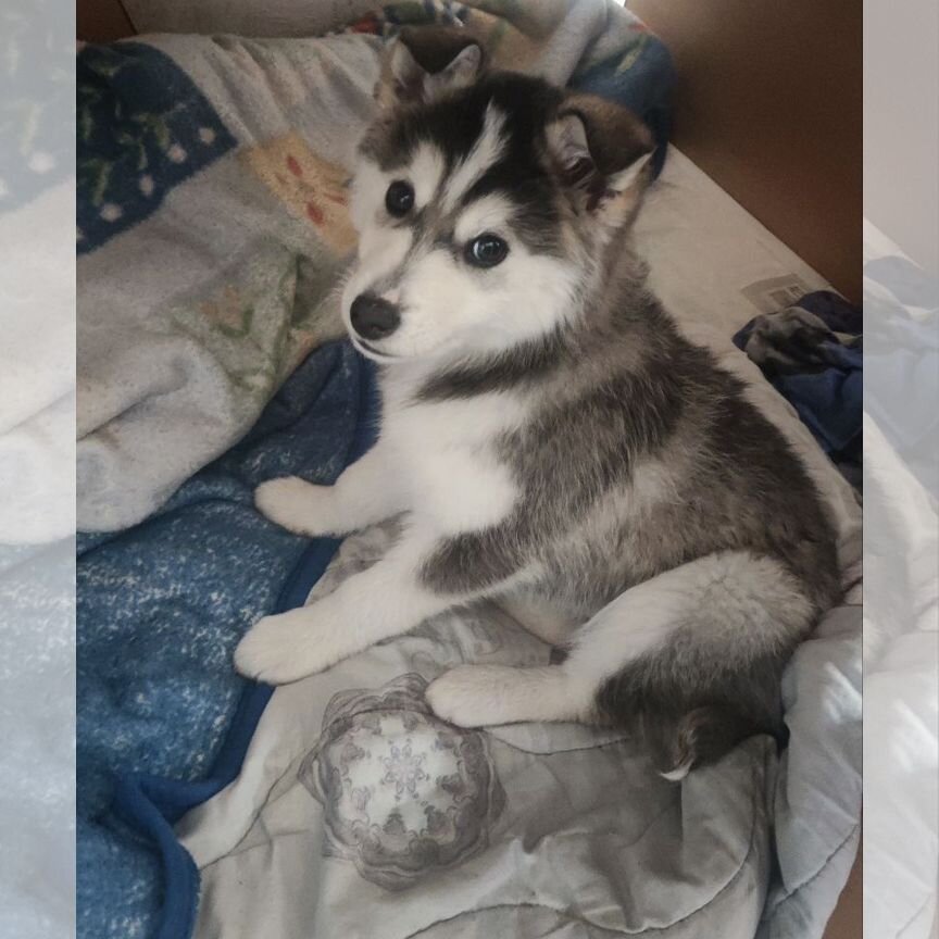 Щенки маламут