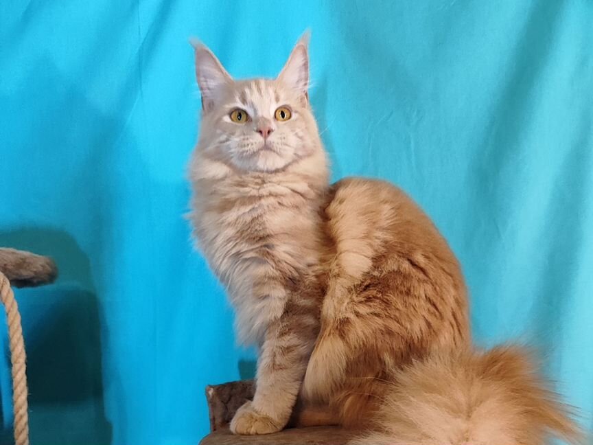 Мейн-кун с документами